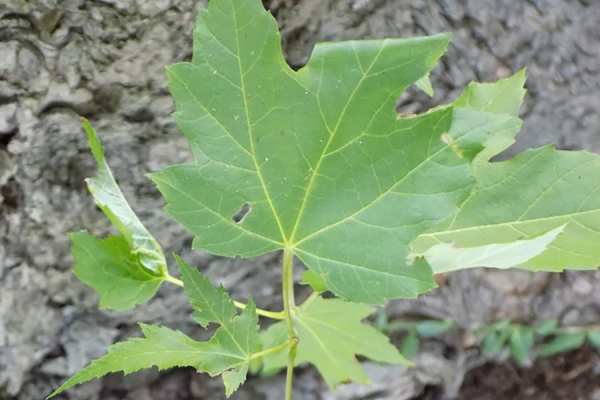 Silver Maple | MSD